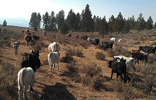 Take the stress out of planning your trip and let AVA be your Colorado ...