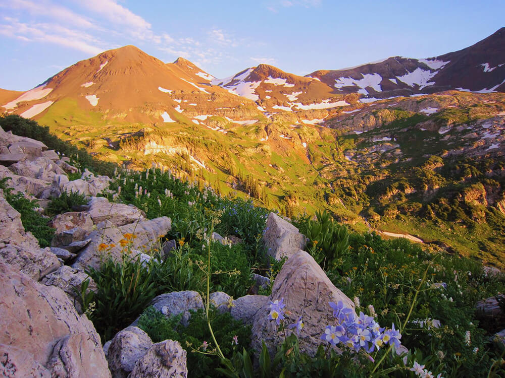 Colorado Wildflowers: When and Where to See Them